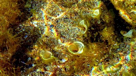 Padina Pavônica Feófitas é Uma Castanho Alga Encontrado Dentro Atlântico Oceano E A