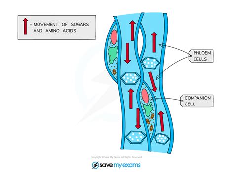 Xylem And Phloem Ocr Gcse Combined Science A Gateway Revision Notes 2016