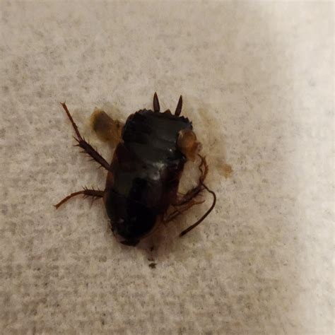 What Kind Of Roach Is This Missouri Found 2 In The Last Two Months