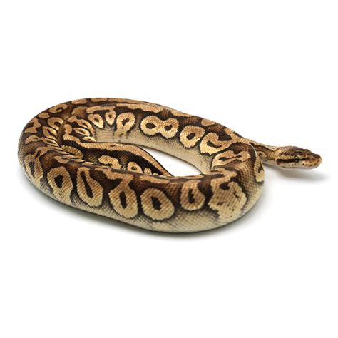 Super Pastel Phantom Yellow Belly Ball Python Reptilia