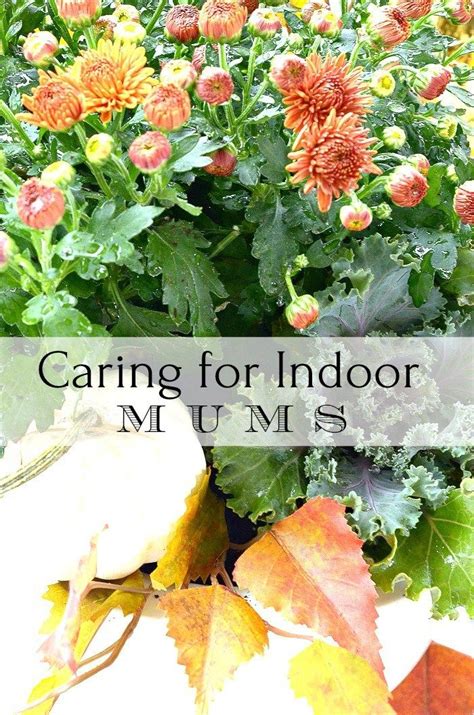 Caring For Mums A Guidebook For Planting And Caring For Indoor And Outside Caring For Mums