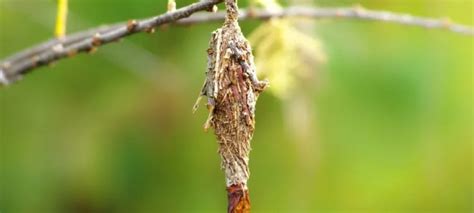 Plaster Bagworms Are Targeting Florida How To Stop Them