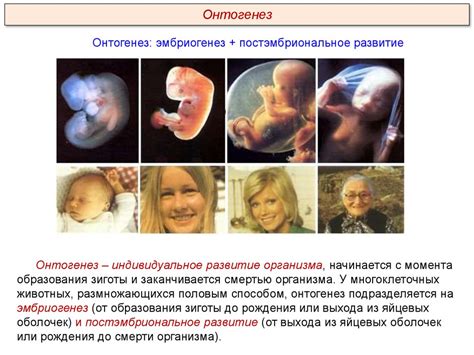 Онтогенез презентация онлайн