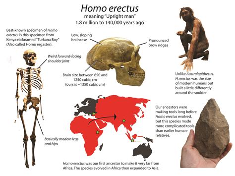 Homo Erectus Evolution