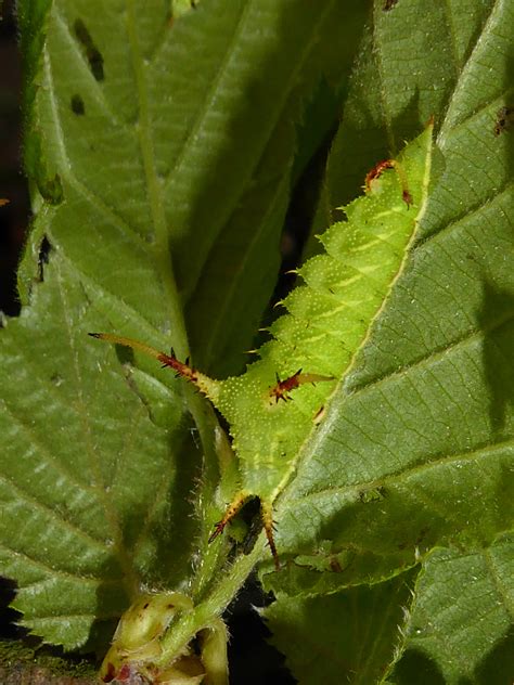 Aglia Japonica Aglia Saturniidae Species Silkmoths And More