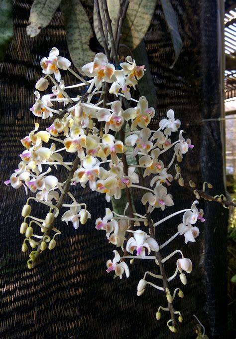 Phal Celebensis Rare Mottled Species The Orchid Patio