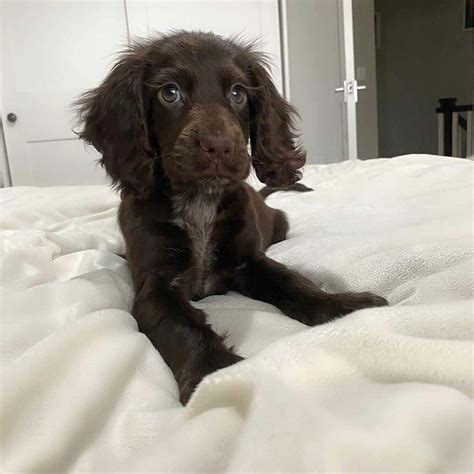 Cocker Spaniel Goes Viral For Long Eyelashes