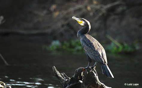 12 Types Of Black Birds With Photos And Ids
