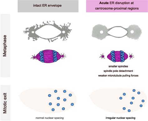 Nuclear Membrane In Mitosis