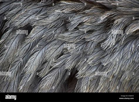 Grey Feathers Of A Greater Rhea Nandu Rhea Americana Flightless Bird
