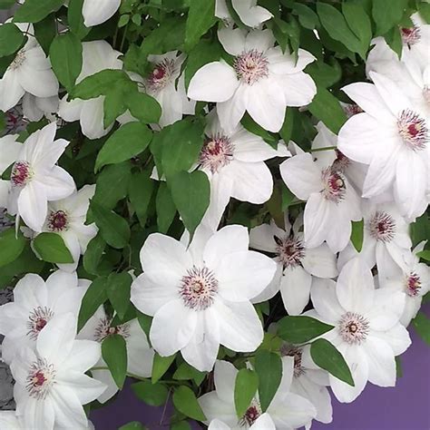 Clematis Miss Bateman Hardy Compact Climber Plant Flowering Shrub In