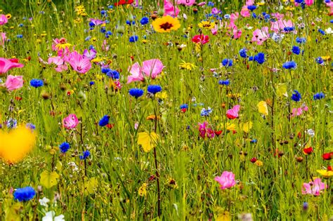100 Wild Flower In Meadows Wallpapers
