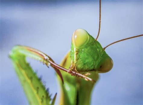 What Do Praying Mantis Eat A Comprehensive Guide To Their Diet
