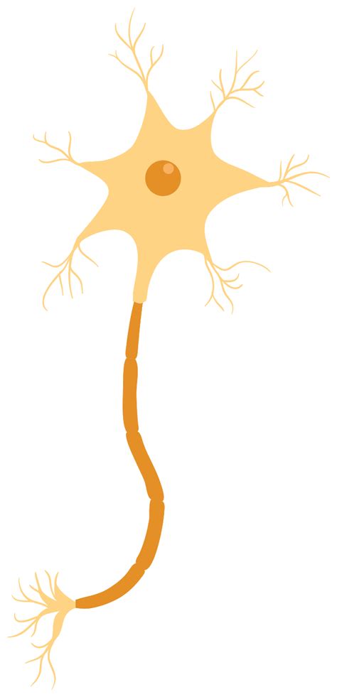 Neurona 1201290 Png