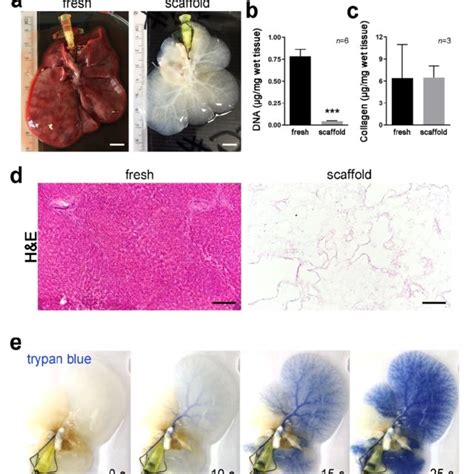 Decellularization Of Rat Whole Liver A Rat Liver With Cannulated