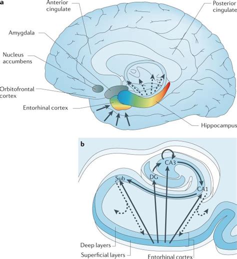 A Pathophysiological Framework Of Hippocampal Dysfunction In Ageing And
