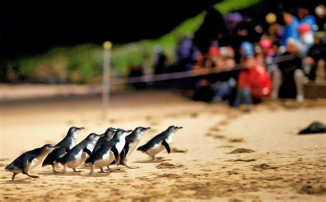 Book Phillip Island Penguin Parade Tickets Updated 2021