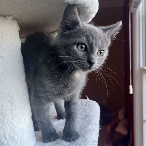 Blizz Feral Feline Friends Of East Tennessee