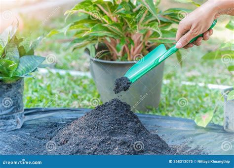 Preparation Of Soil Mixture From Fertile Compost Humus And Vermiculite