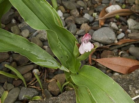 Roscoea Scillifolia Wikipedia