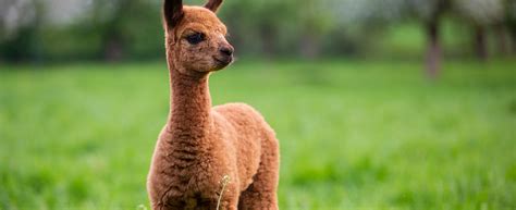 Igg Testing For Camelids Langford Vets