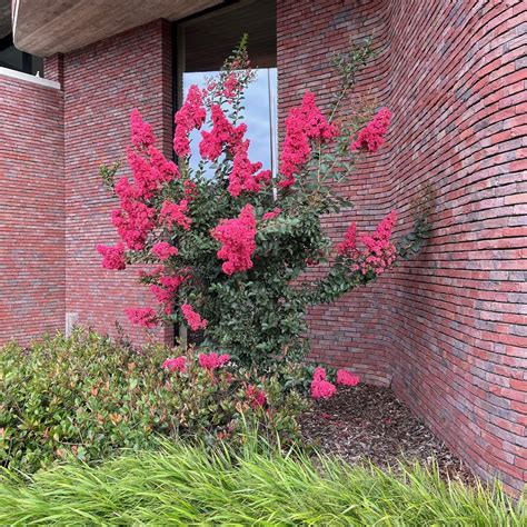 Lagerstroemia Tuscarora Houtmeyers Plantencentrum En Boomkwekerij