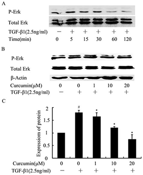 Effects Of Curcumin On Tgf B1 Induced Erk Phosphorylation In Hk 2 Download Scientific Diagram