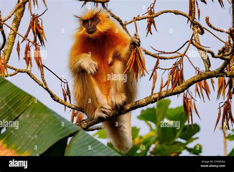 India Assam Manas National Park Golden Langur Or Gees Semnopithecus Trachypithecus Geei