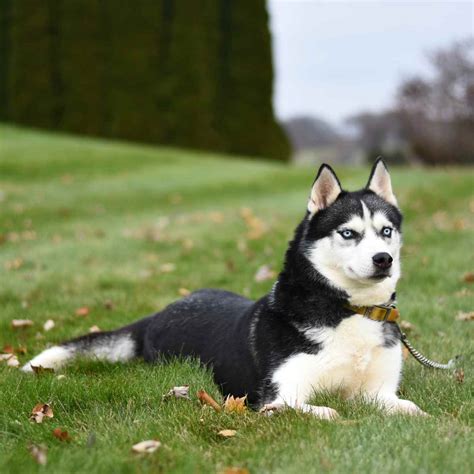 Are Siberian Huskies Compatibles With Parrots