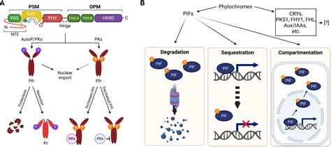 Frontiers Phytochrome Phosphorylation In Plant Light Signaling