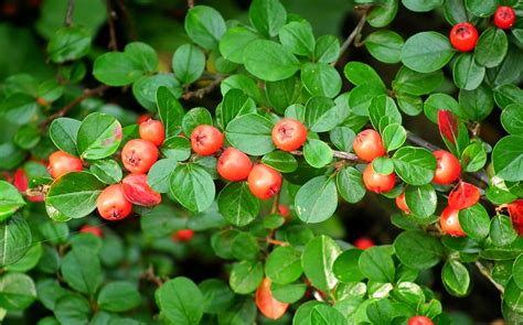 Karhunvatukat Karhunvatukka Kasvi Ilmainen Valokuva Pixabayssa Pixabay