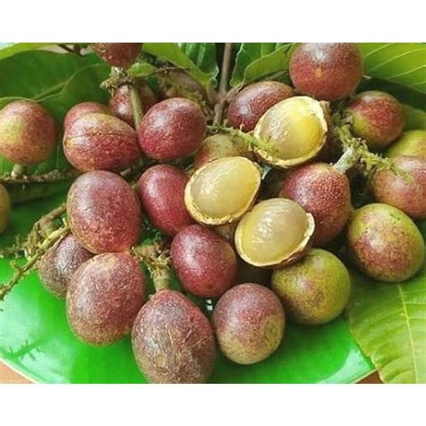 Pokok Matoa Longan Brazil Pokok Kristal Shopee Malaysia