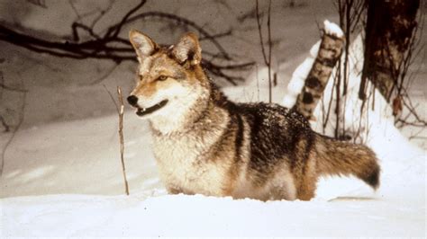 There Are Plenty Of Coyotes And Wolves In Wyoming So Why No Coywolves