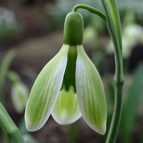 Galanthus Alpha Green Miracle Buy Snowdrops At Coolplants