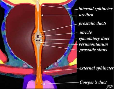 Prostatic Urethra Function