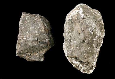 Ambergris From A Sperm Whale Physeter Catodon Peoples Collection Wales