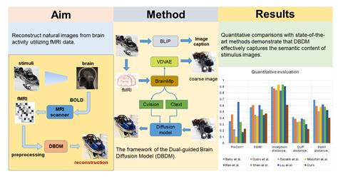 Dual Guided Brain Diffusion Model Natural Image Reconstruction From