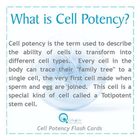 What Is Cell Potency Cell Potency Is The Term Used To Describe The