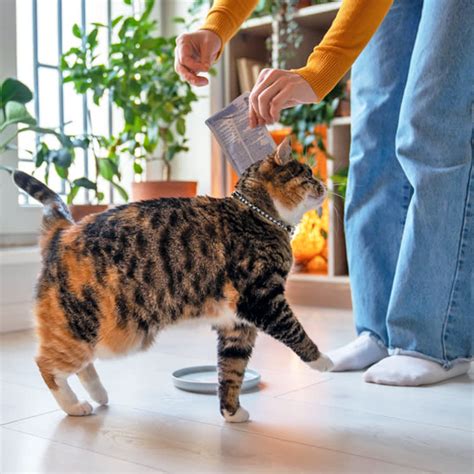 What Is A Cats Primordial Pouch Learn About This Feature On Cats