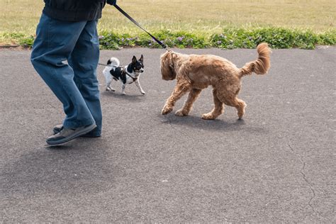 Why Do Dogs Arch Their Backs 11 Reasons
