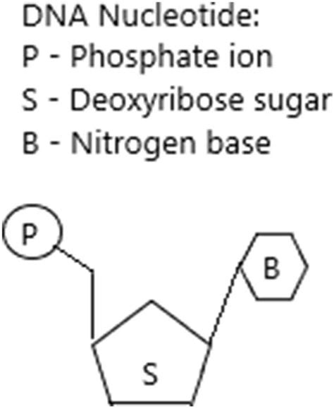 Nucleotide Model