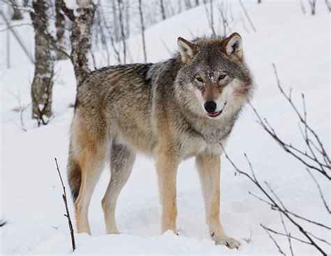 The Fascinating World Of Wolf Species Exploring The Different Types Of