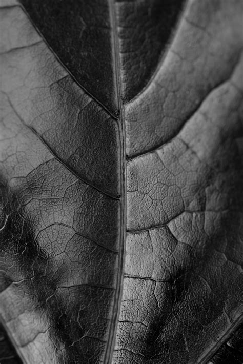 Black Leaf Texture Images Free Download On Freepik