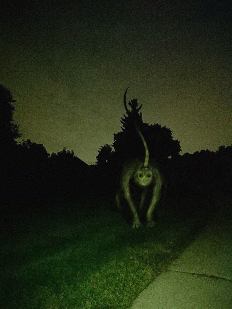 Scary Creatures Of The Night