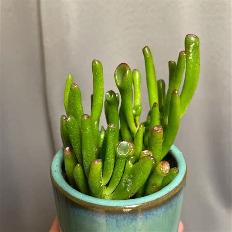 Propagating My Gollum Jade Step By Step Guide