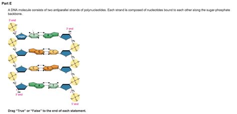 Solved Part E A Dna Molecule Consists Of Two Antiparallel