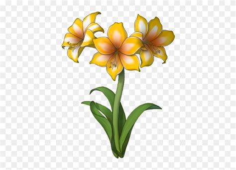 Tm Lily Clipart 1643038 Pikpng