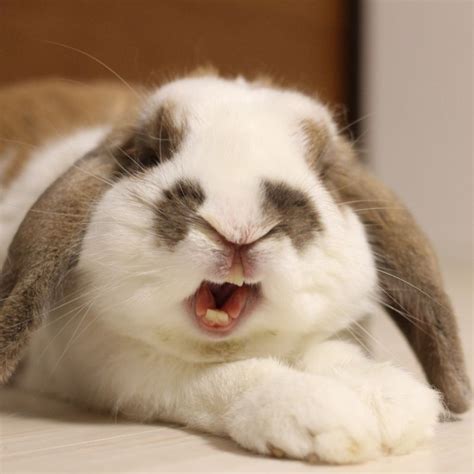 A Person With Rabbit Teeth