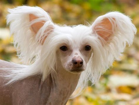 12 Interesting Facts About Chinese Crested Dogs You Probably Didnt
