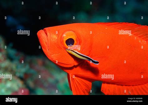 Crescent Tail Bigeye And Cleaner Wrasse Priacanthus Hamrur Labroides